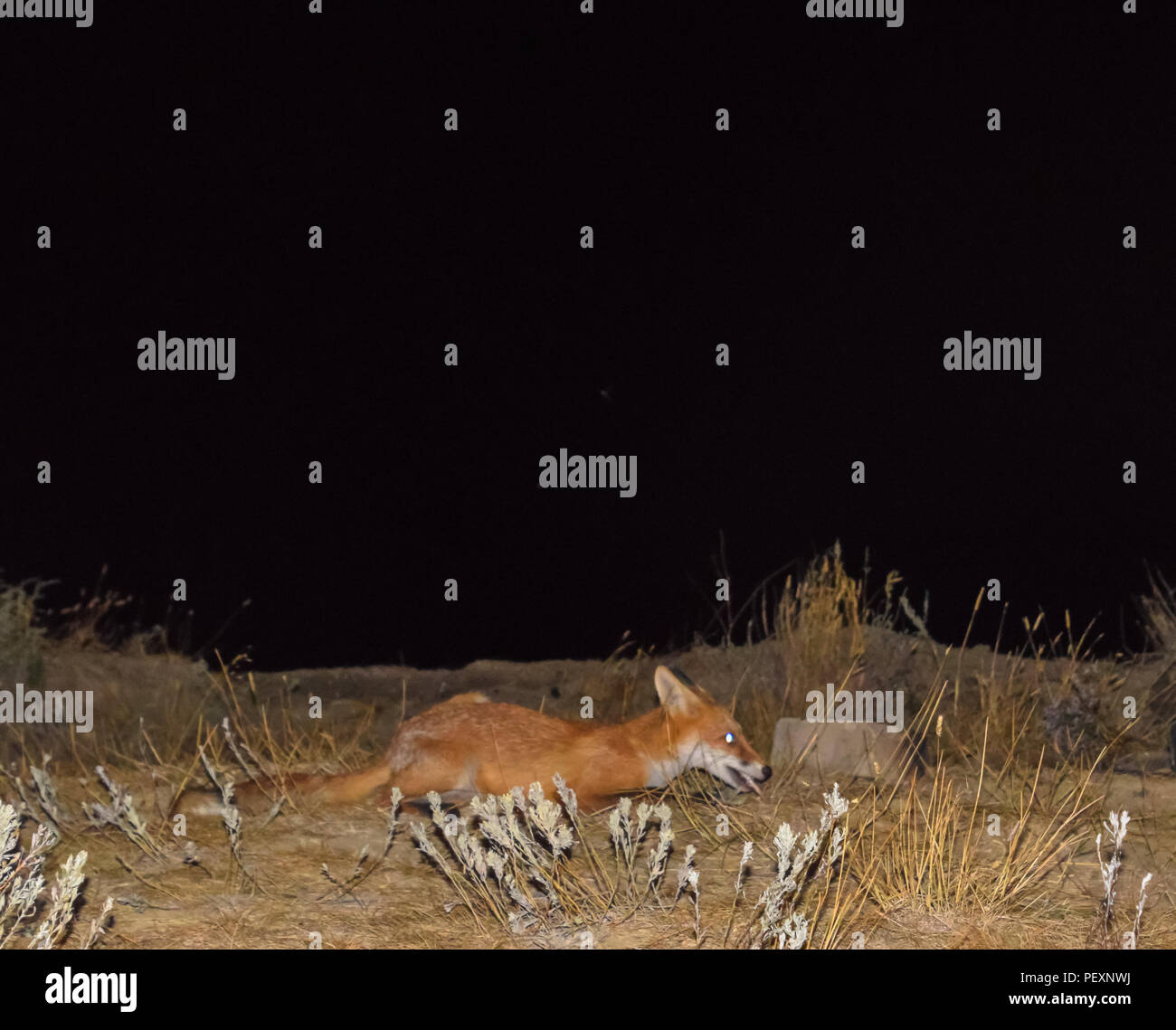 Red fox, a dog-like animal. The fox is looking for food at night in a ...