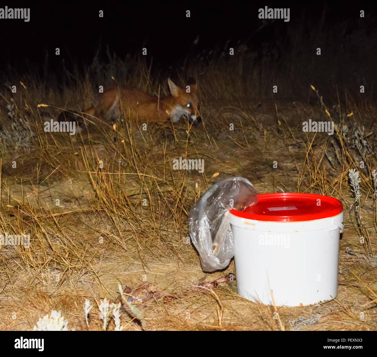 The fox at night is looking for food. The fox is next to a white bucket ...