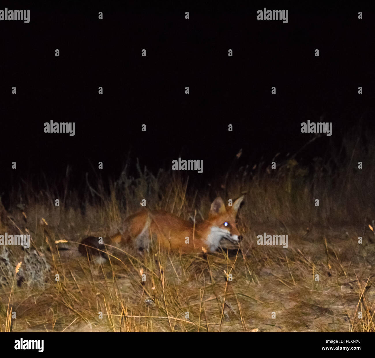 Red fox, a dog-like animal. The fox is looking for food at night in a ...