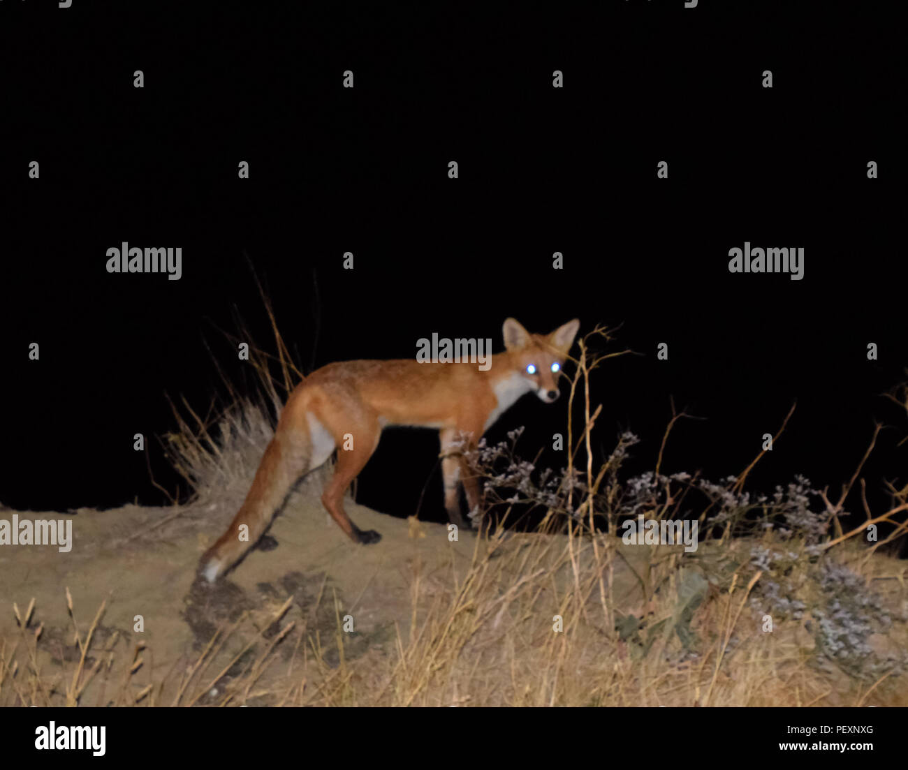 Red fox, a dog-like animal. The fox is looking for food at night in a ...