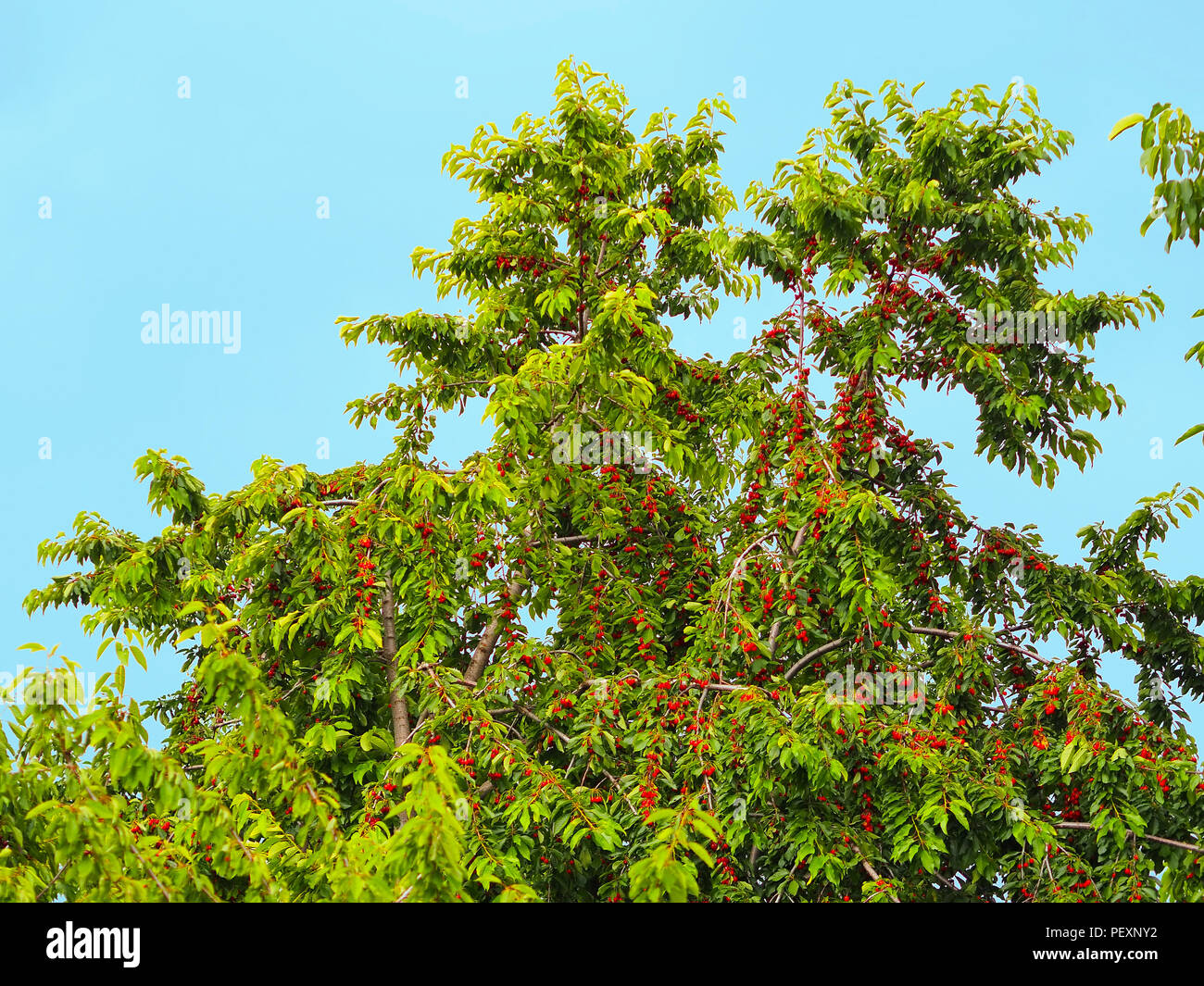 Japanese fuji cherries hi-res stock photography and images - Alamy