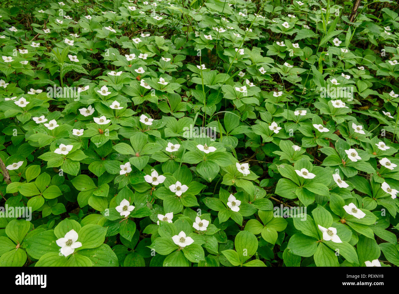 Bunchberry cornus canadensis hi-res stock photography and images - Alamy