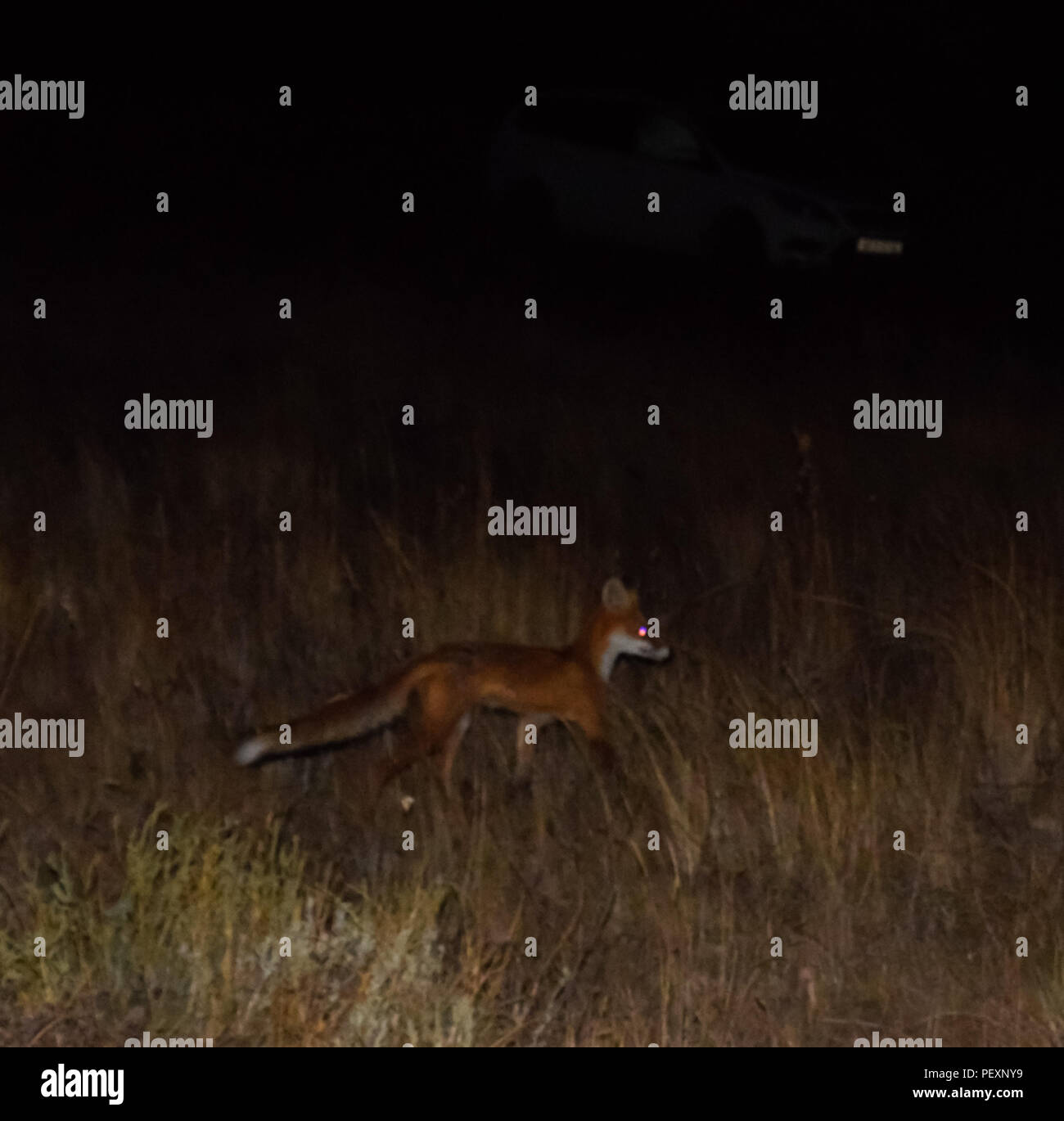 Red fox, a dog-like animal. The fox is looking for food at night in a ...