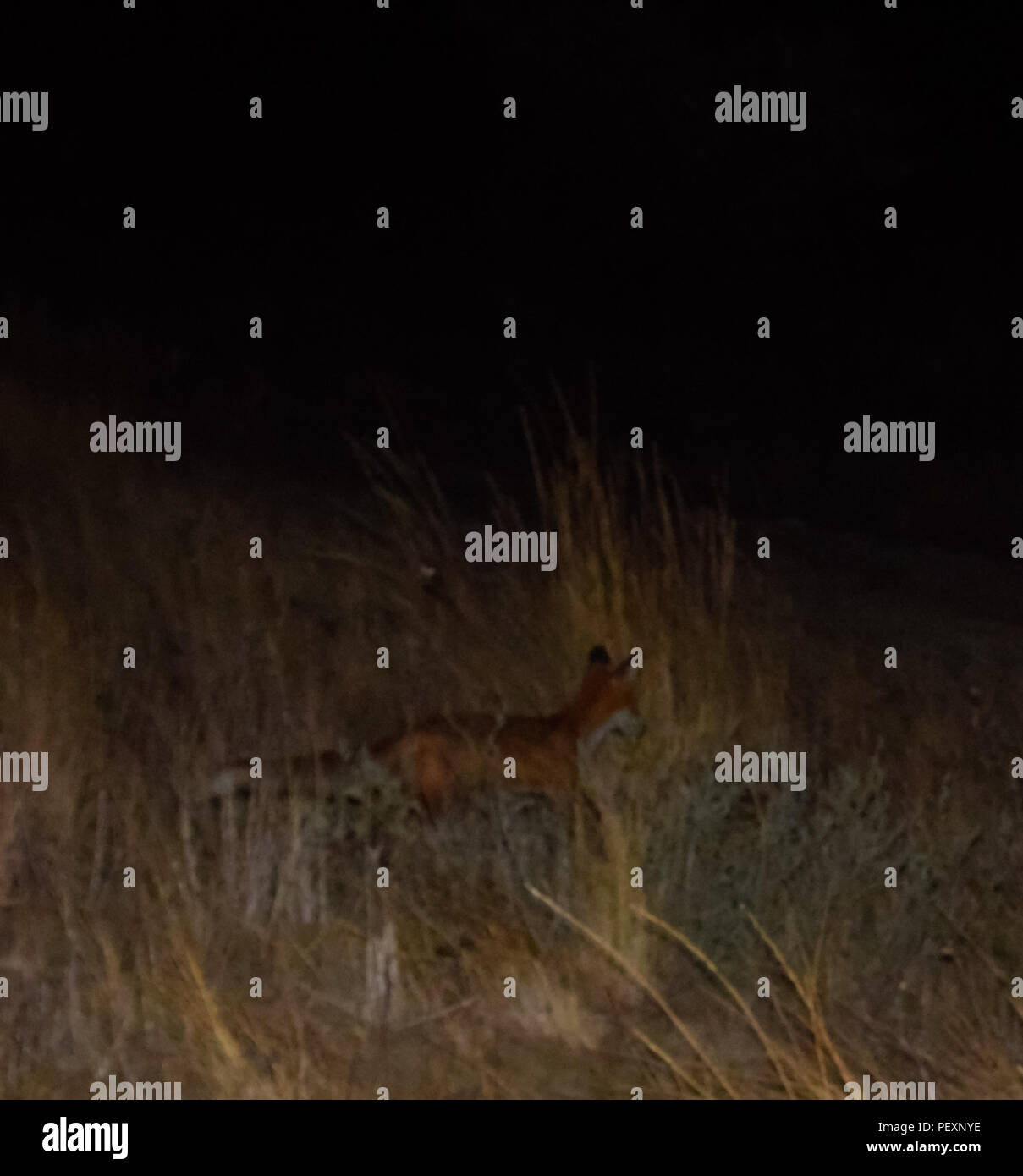 Red fox, a dog-like animal. The fox is looking for food at night in a ...