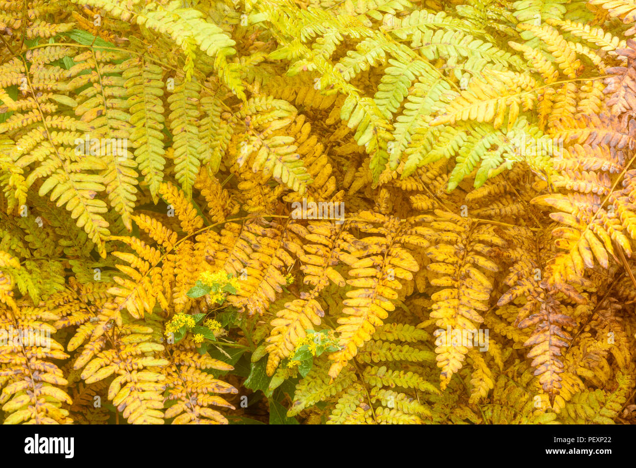 Bracken fern pteridium aquilinum hi-res stock photography and images ...