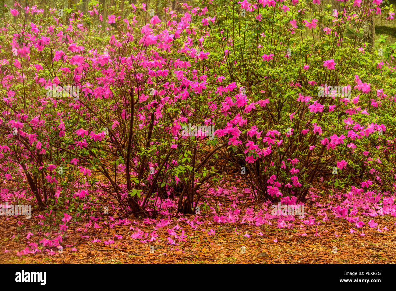 Flowering azaleas and southern live oak in early spring, Jungle Gardens ...