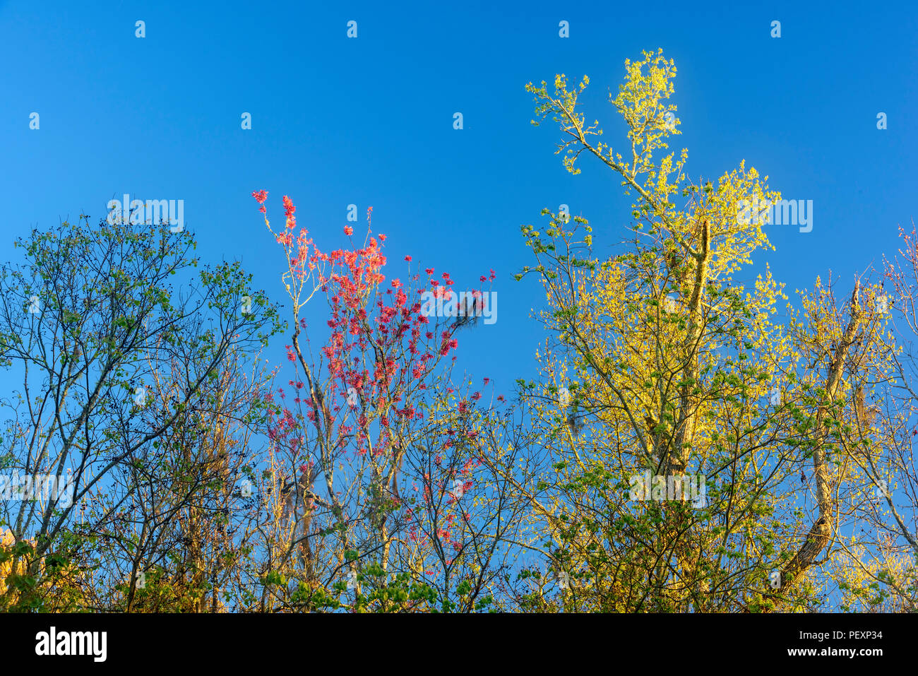Spring foliage, Palmetto Island State Park, Louisiana, USA Stock Photo ...
