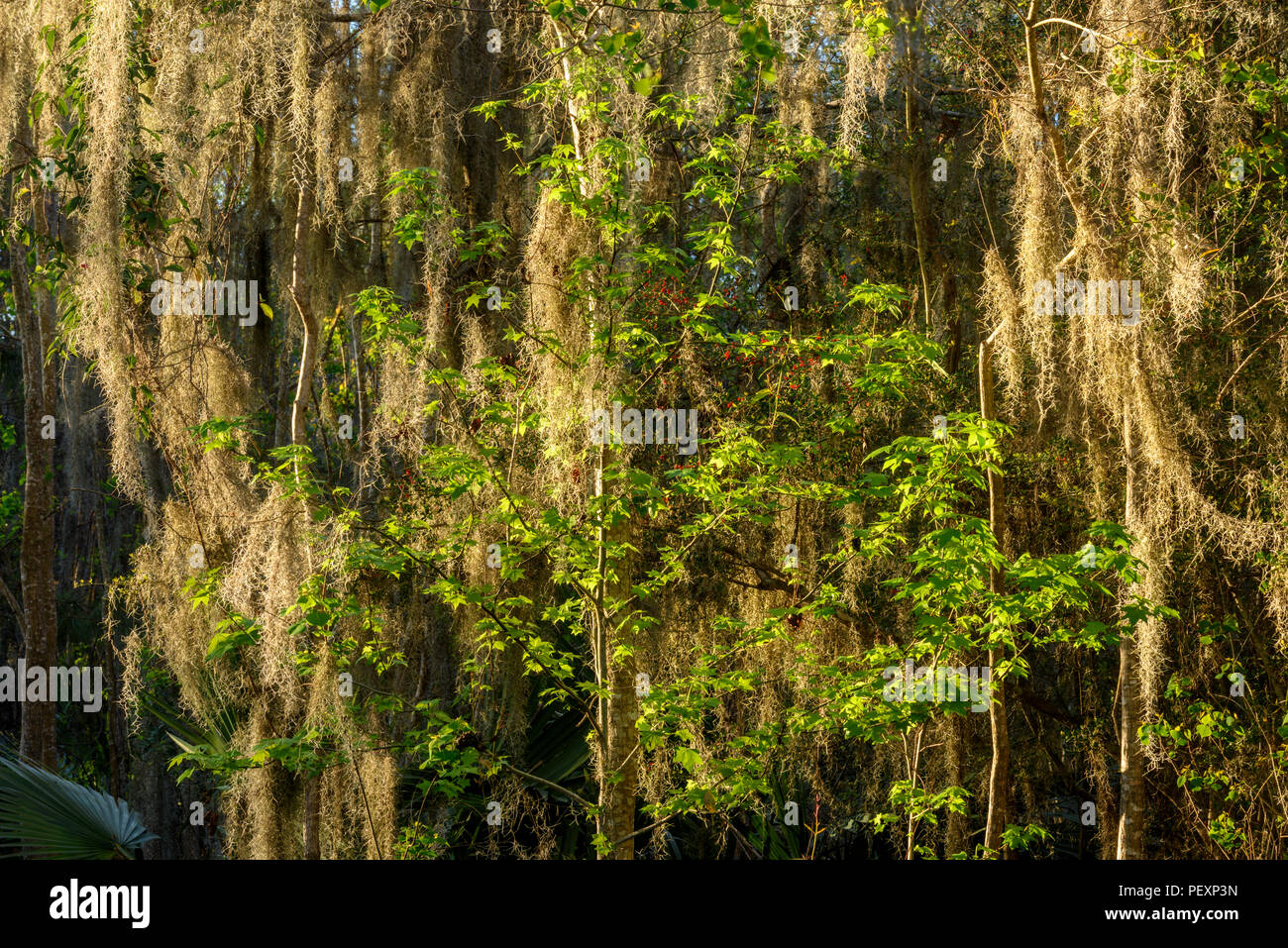 Spanish Moss Trees In Louisiana at Sue Shade blog
