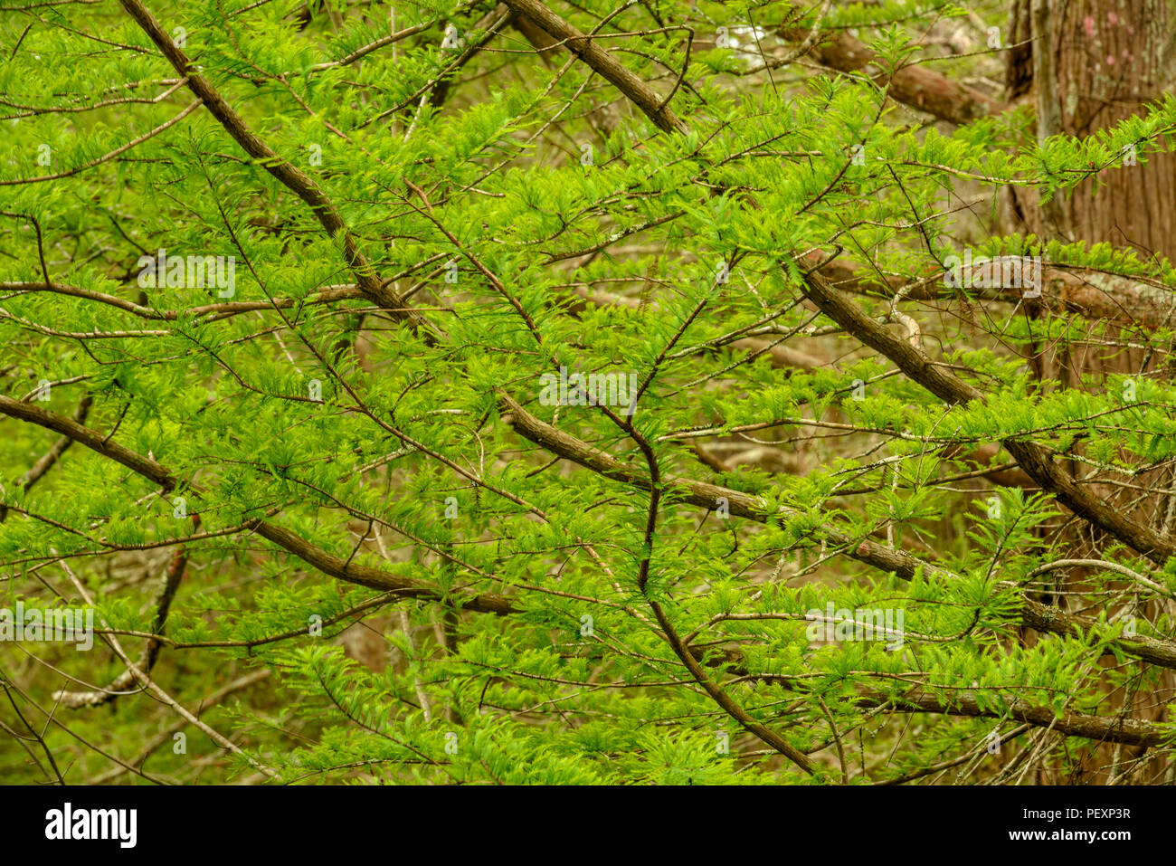 Cypress tree leaves hi-res stock photography and images - Alamy