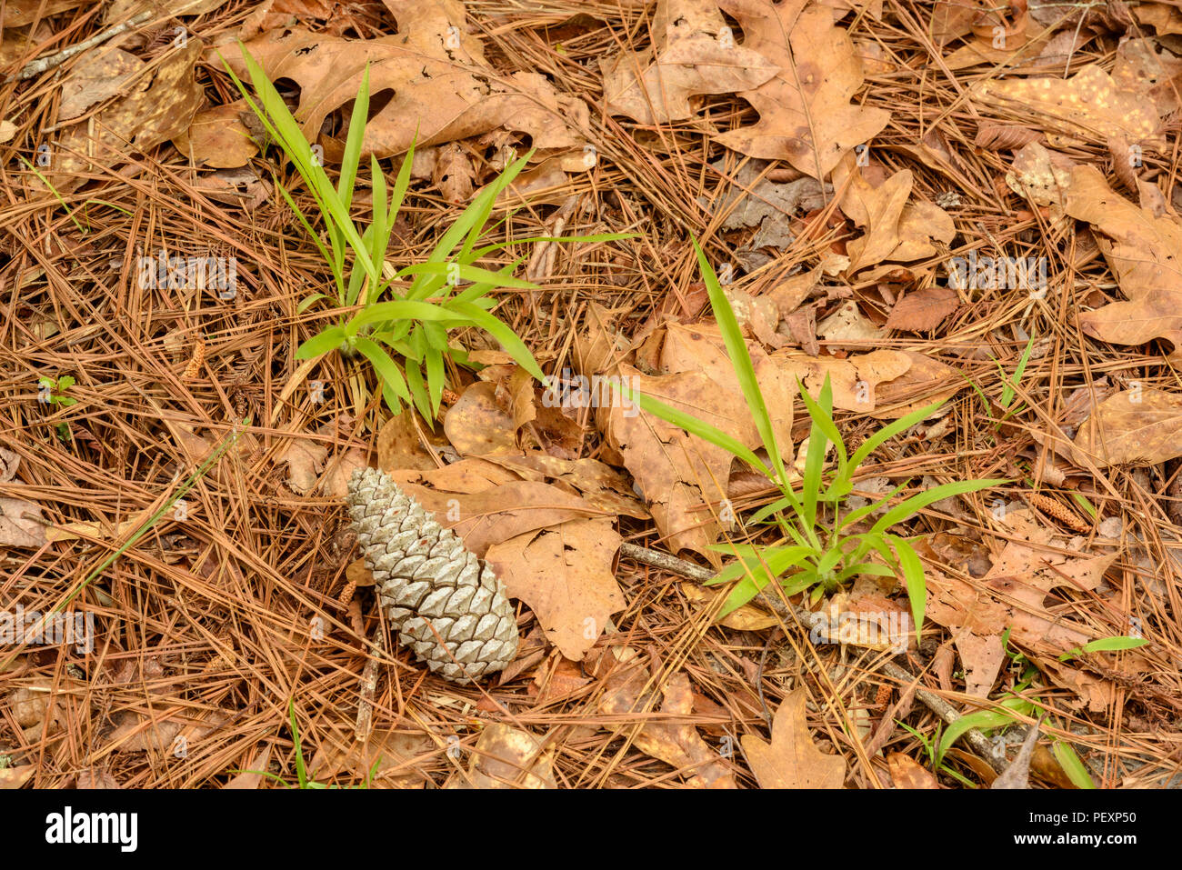 Loblolly pine pinus taeda hi-res stock photography and images - Alamy