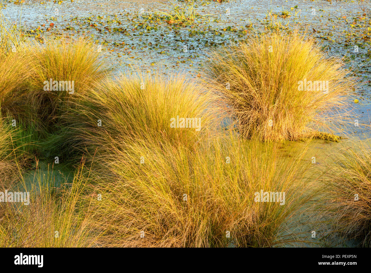 Marsh grasses on the shore of Headquarters Pond, St. Marks NWR, Florida ...