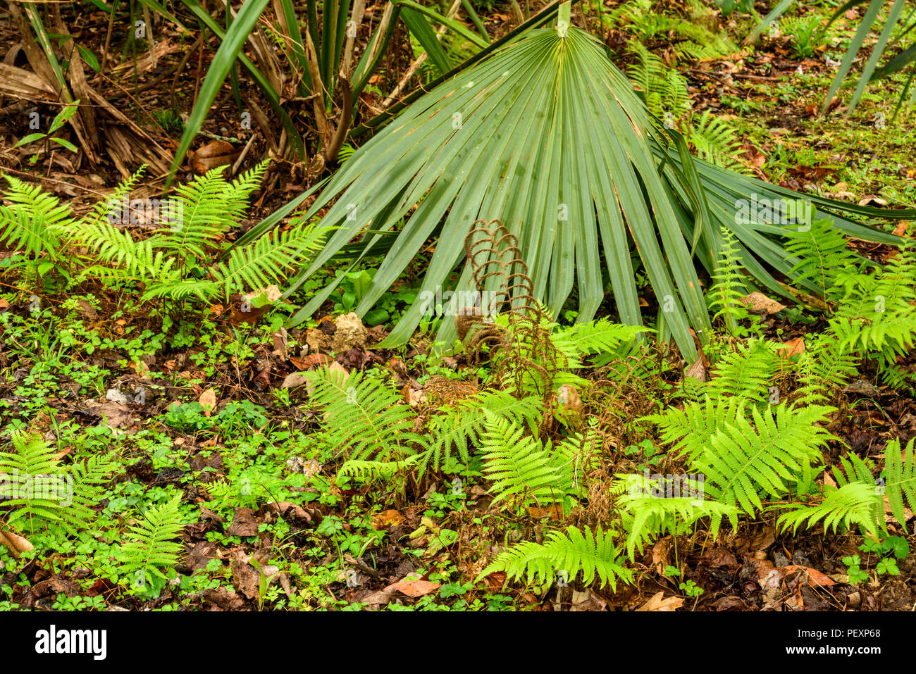 Saw palmetto (Serena repens) and ferns in the understory, Palmetto ...