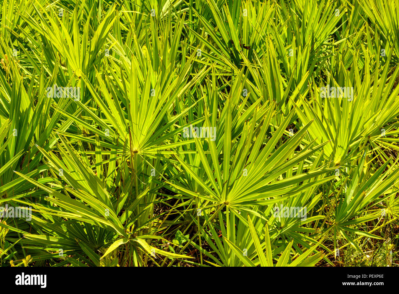 Saw palmetto (Serena repens), Ochlockonee River State Park, Florida ...