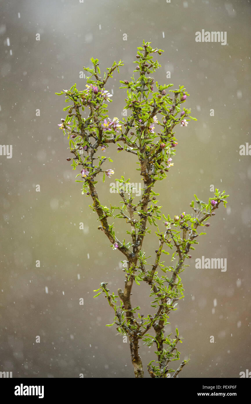 Porlieria angustifolia hi-res stock photography and images - Alamy