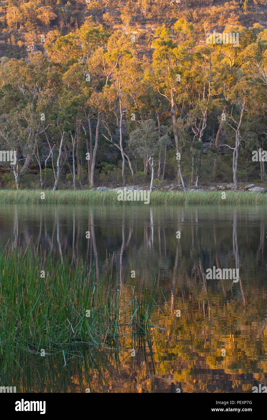 Reflections of dry eucalypt forest on the banks of Dunn's Swamp ...