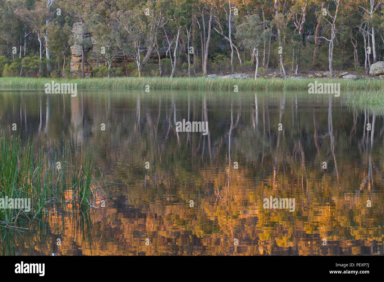 Reflections of dry eucalypt forest on the banks of Dunn's Swamp ...