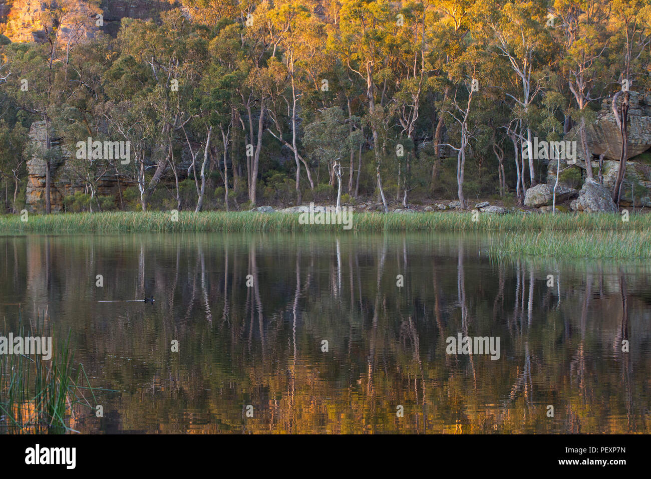 Reflections of dry eucalypt forest on the banks of Dunn's Swamp ...