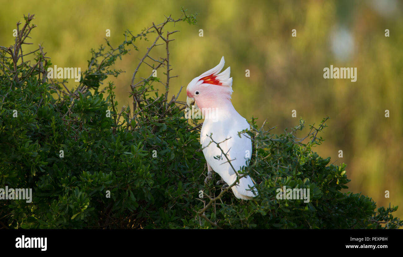 Major mitchells cockatoo hi-res stock photography and images - Alamy