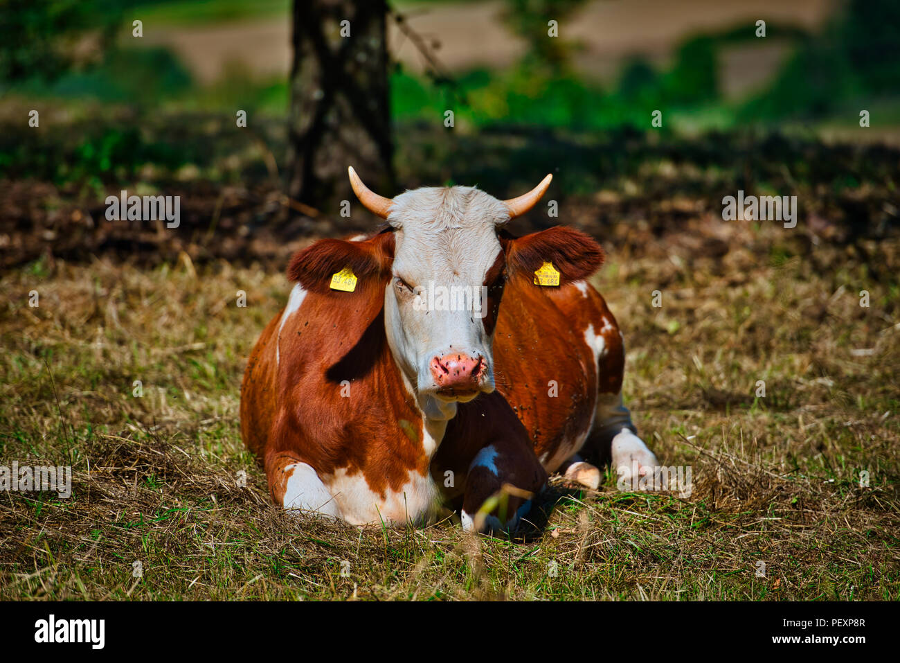 Cow unde the tree hi-res stock photography and images - Alamy