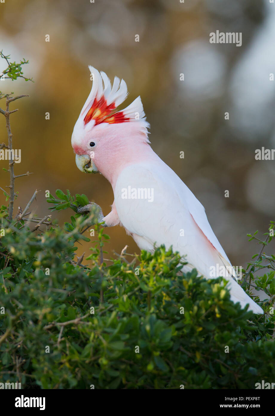 Major Mitchell's Cockatoo (Lophochroa leadbeateri), NSW, Australia ...