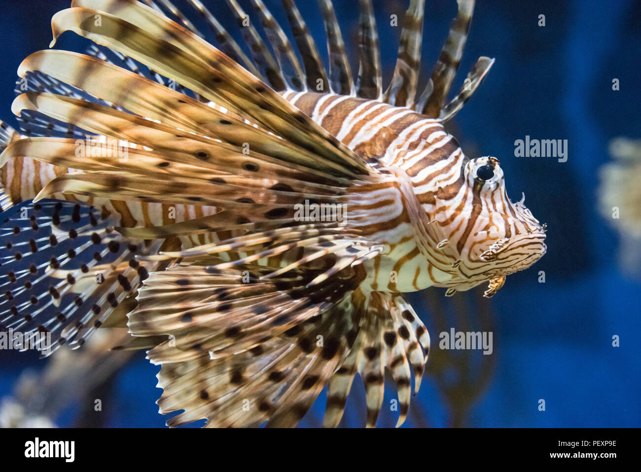 Red lionfish (Pterois volitans), a beautiful but venomous coral reef ...