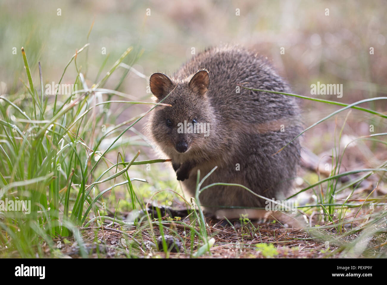 Quokka (Setonix brachyurus) in the wild, Rottnest Island, Western ...