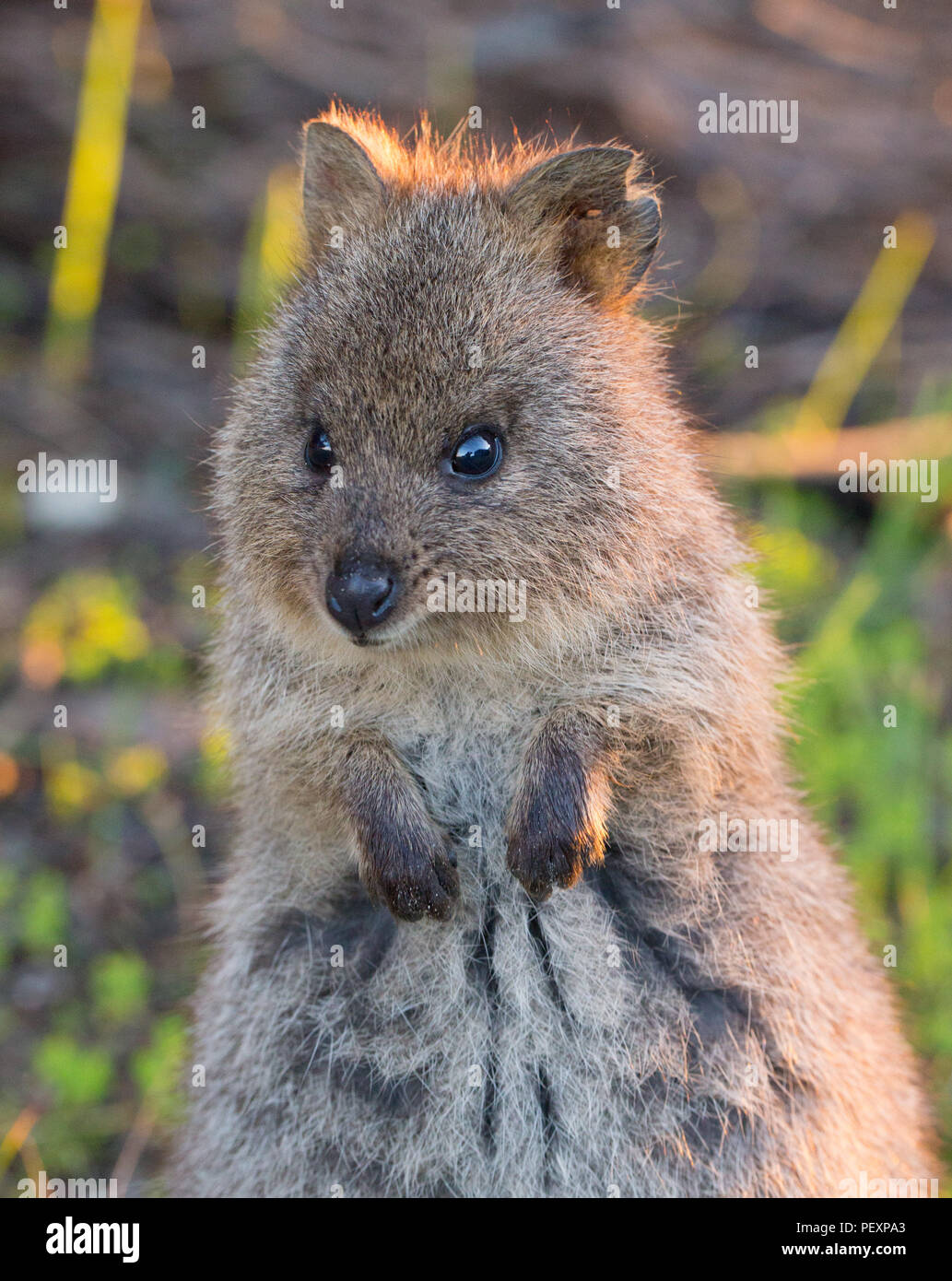 Quokka (Setonix brachyurus) in the wild, Rottnest Island, Western Australia Stock Photo - Alamy