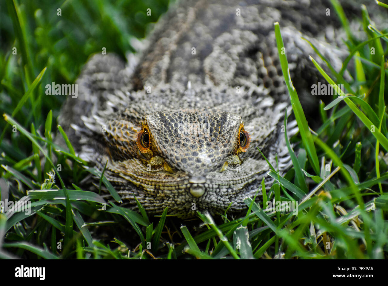 Reptile stalking hi-res stock photography and images - Alamy