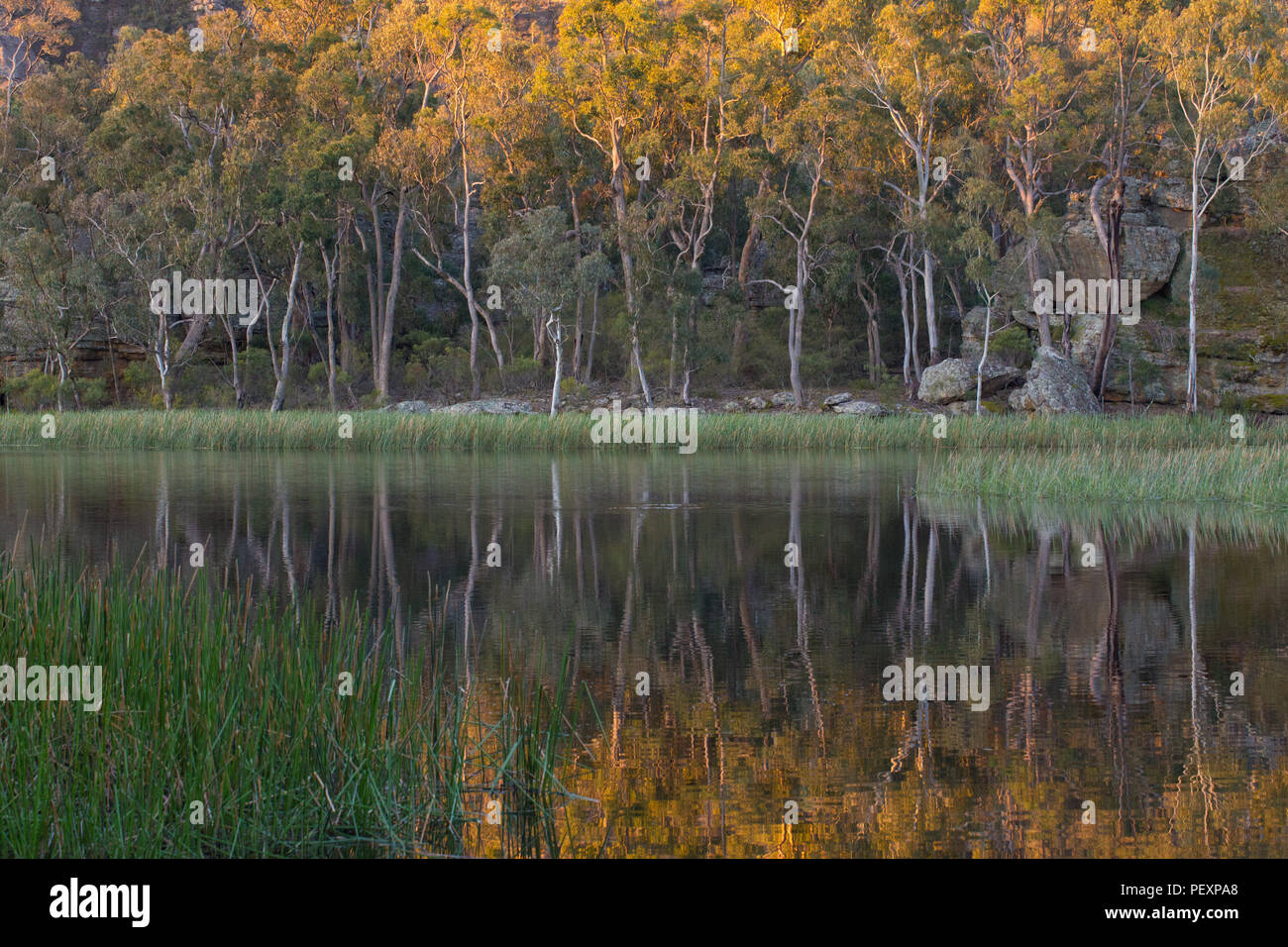 Reflections of dry eucalypt forest on the banks of Dunn's Swamp ...