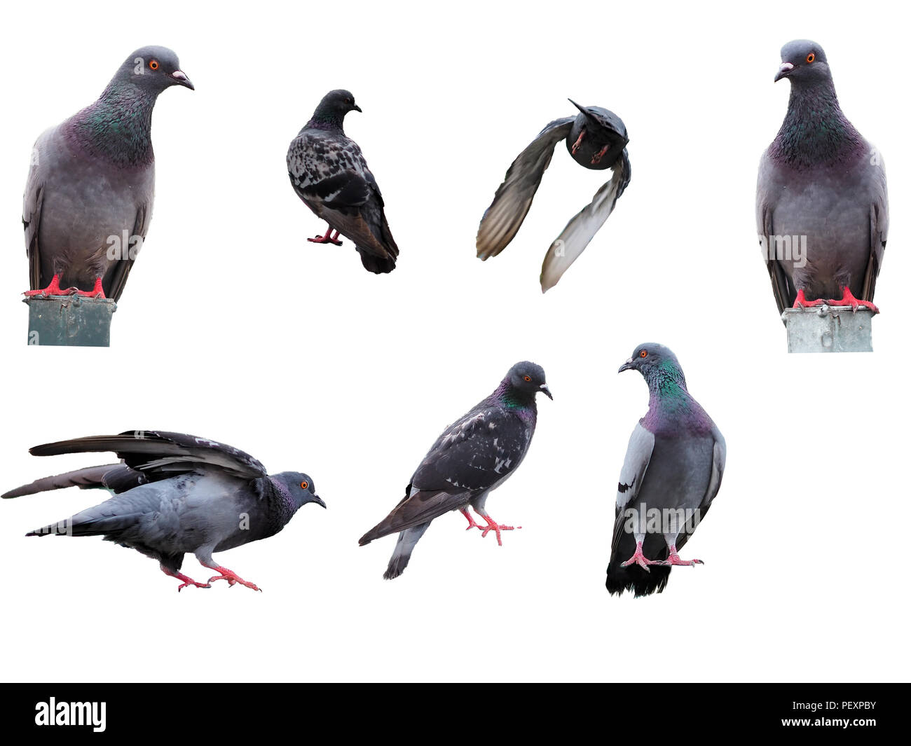 Whole body view Cut Out Stock Images & Pictures - Alamy