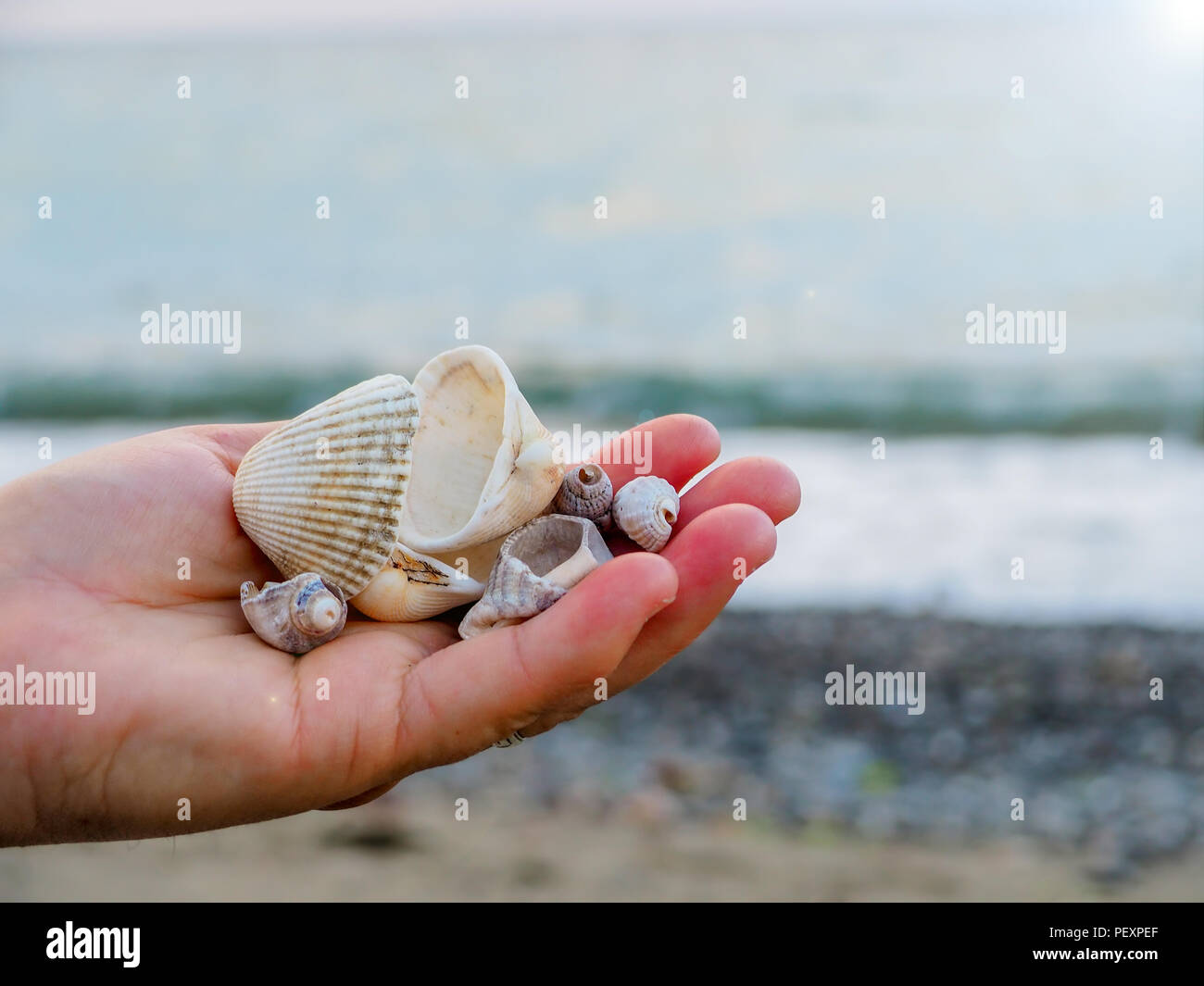 Person holding seashells hi-res stock photography and images - Alamy