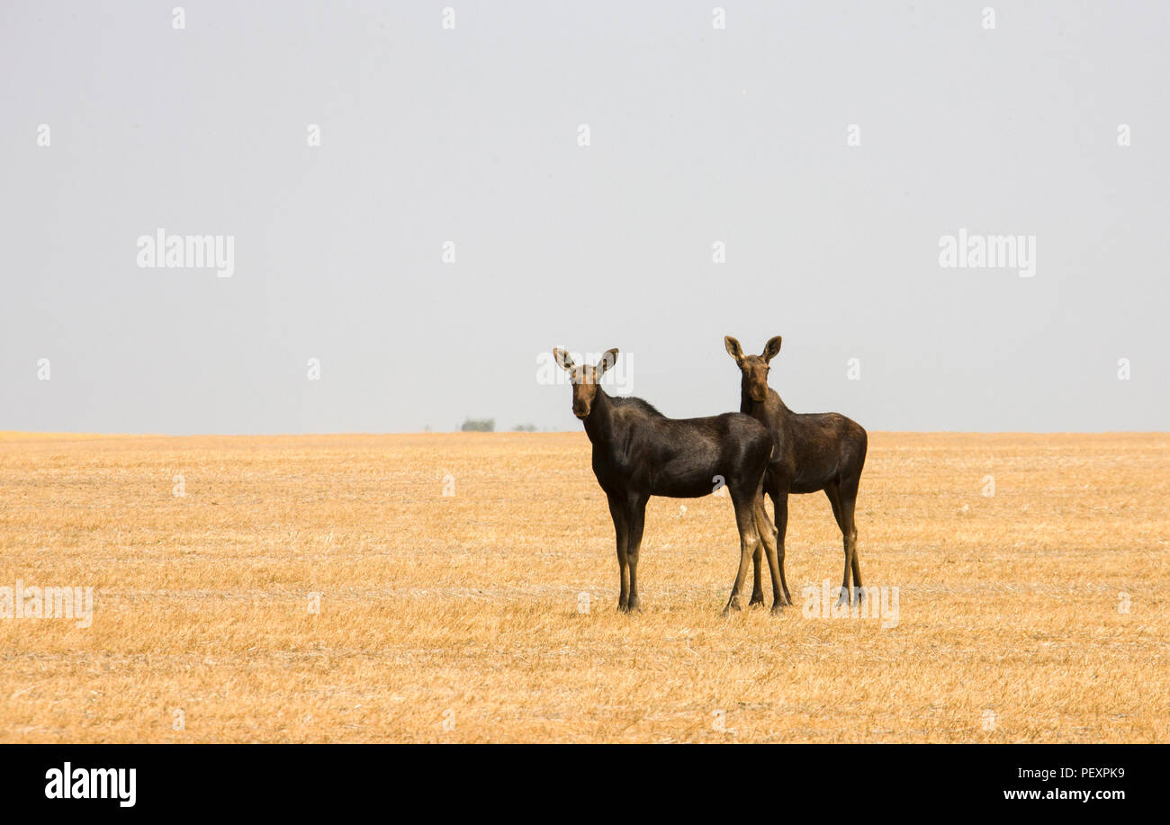 Prairie Moose Saskatchewan hot summer day open scene Stock Photo - Alamy