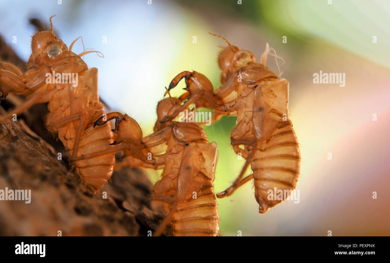 Cicada shell on tree hi-res stock photography and images - Alamy