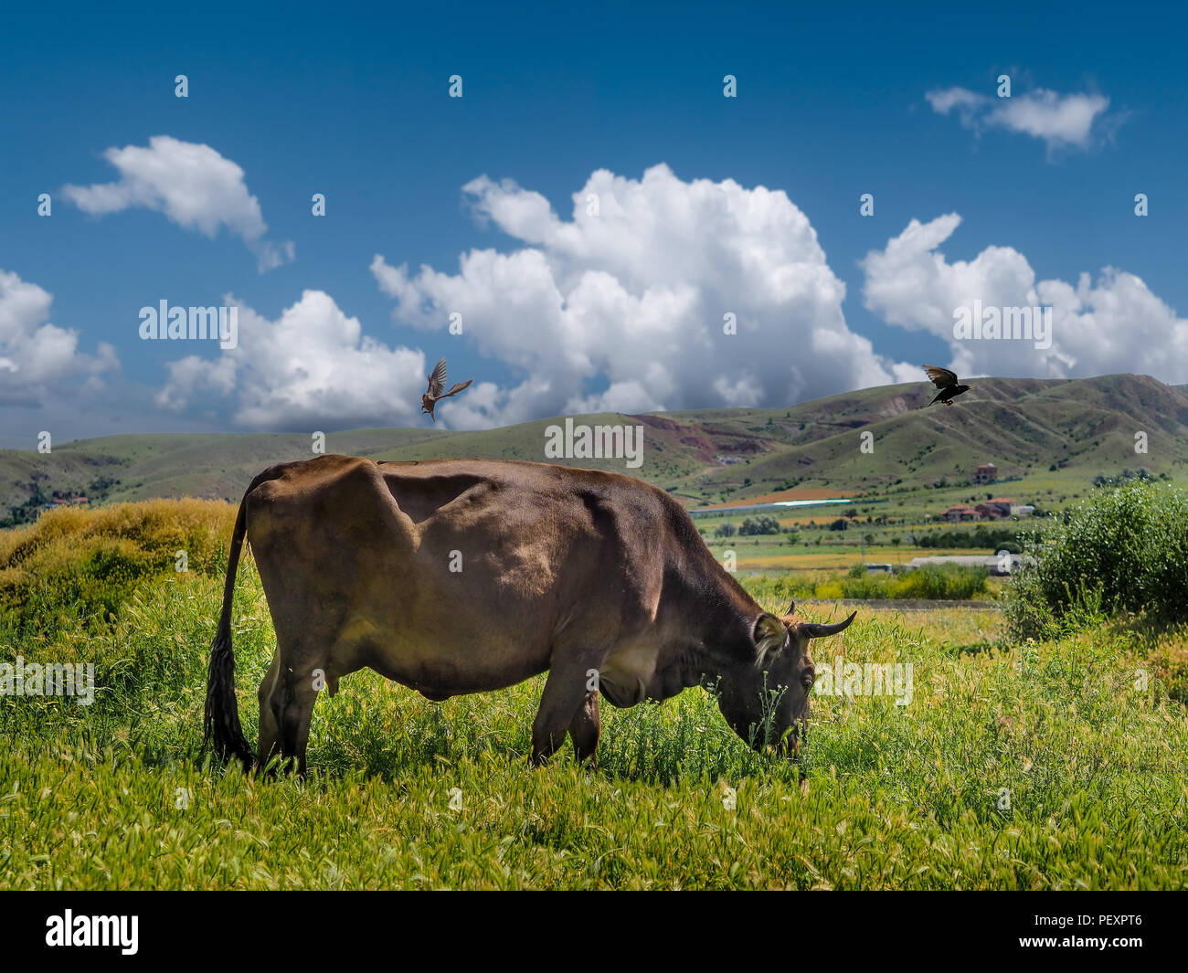 Eating cow hi-res stock photography and images - Alamy