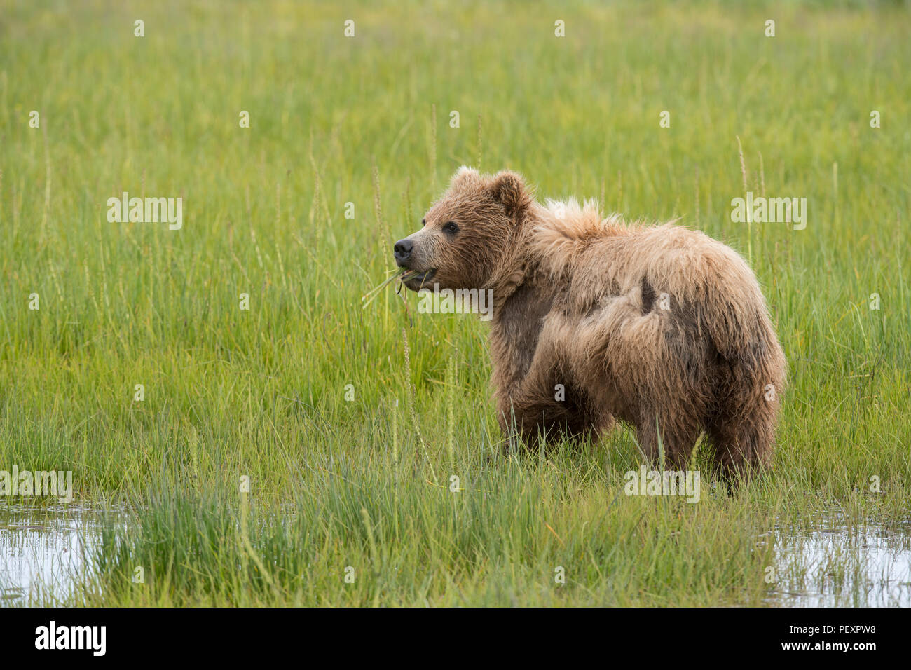 Alaskan coastal brown bear cub, Lake Clark National Park Stock Photo ...