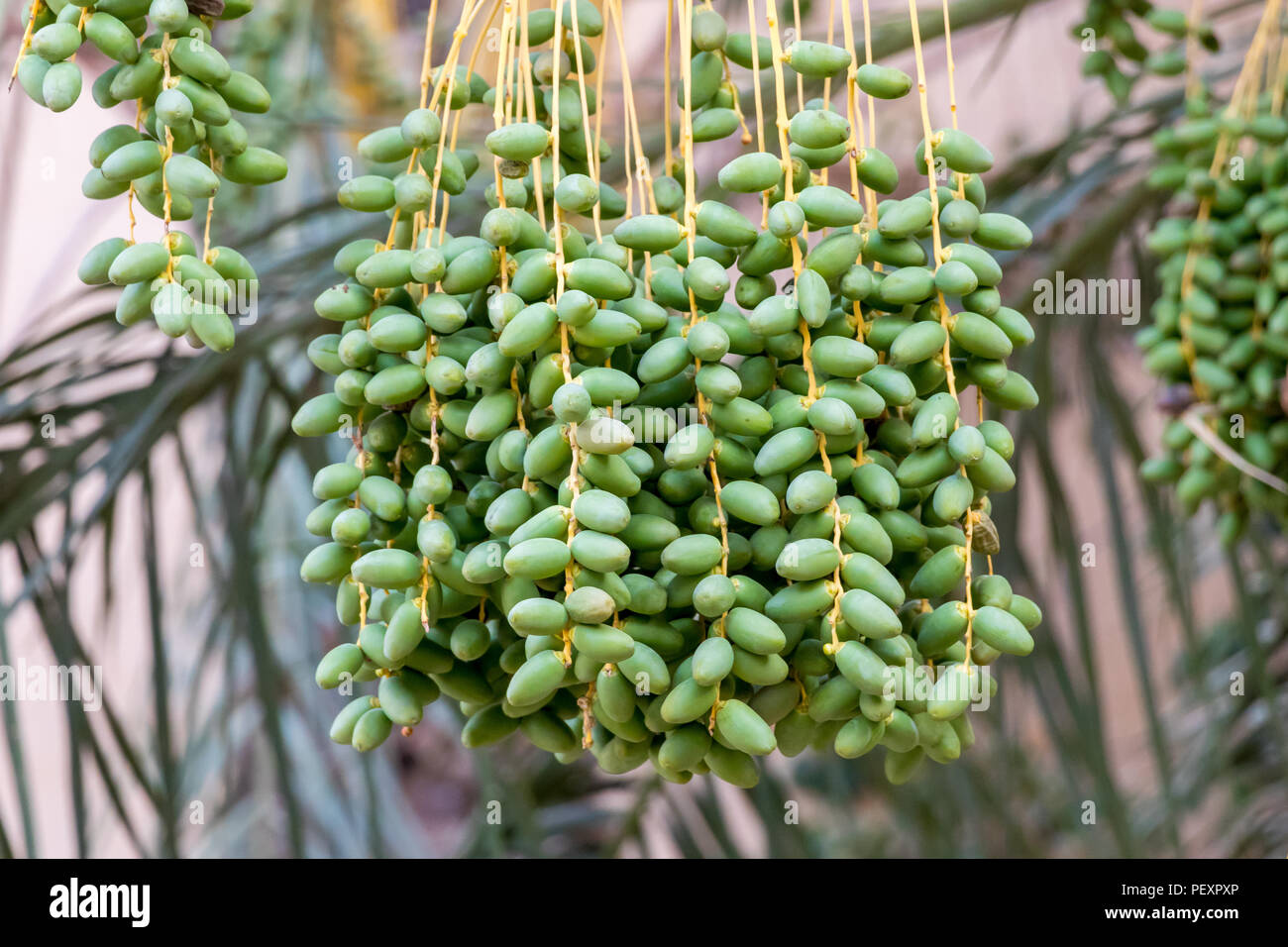 Harvesting dates palm tree hi-res stock photography and images - Alamy