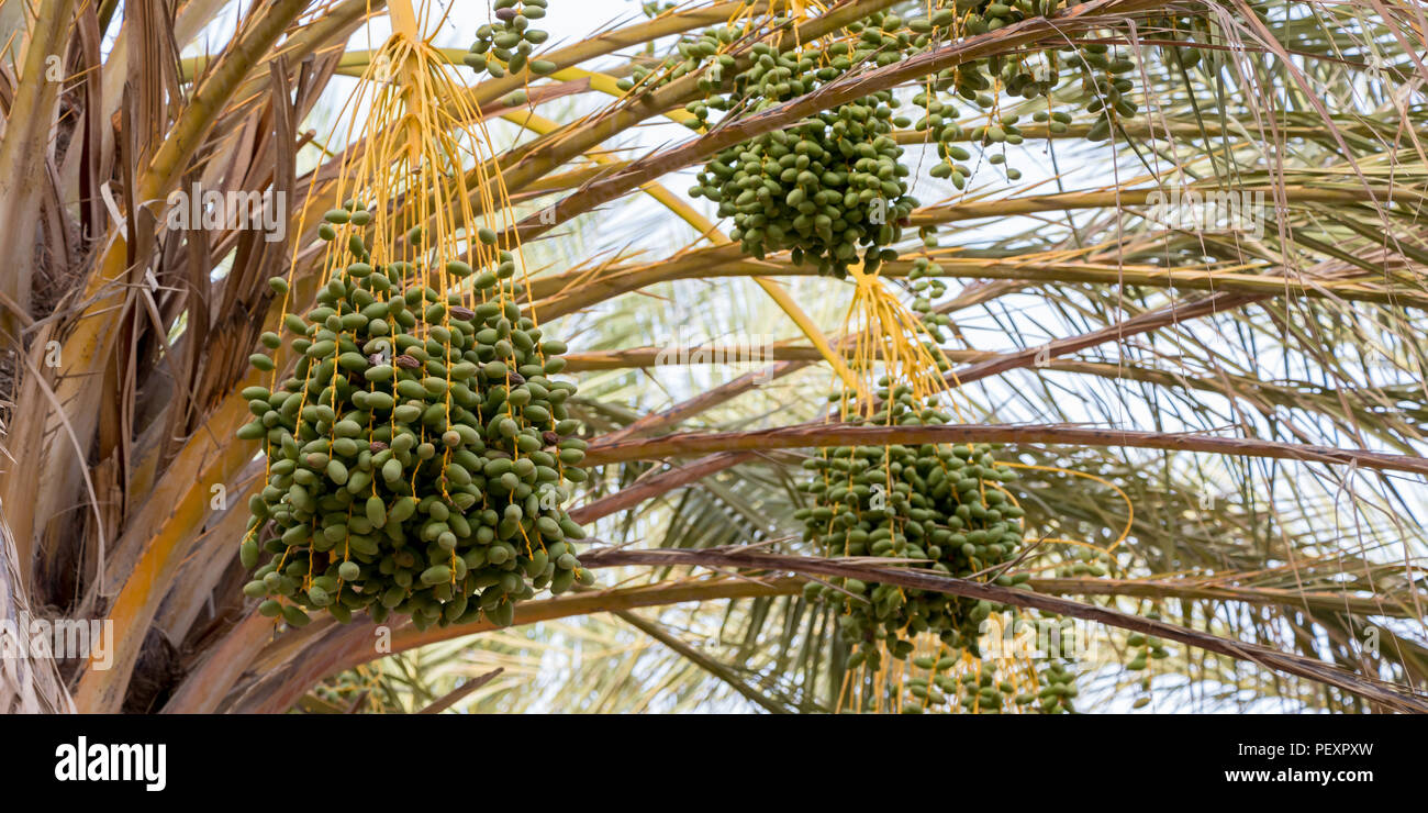Date clusters hi-res stock photography and images - Alamy