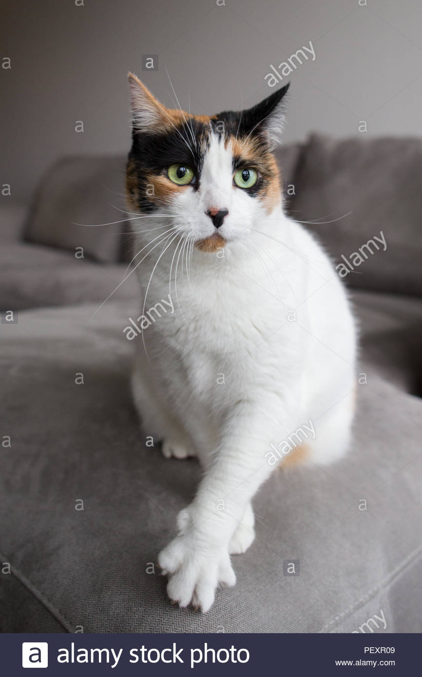 Calico Cat Paw Stock Photos & Calico Cat Paw Stock Images - Alamy