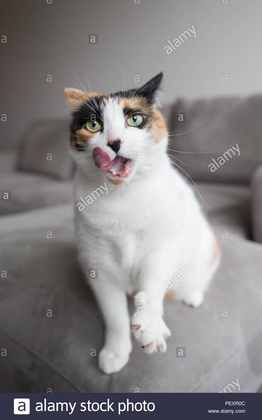 Licking Its Chops Stock Photos & Licking Its Chops Stock Images - Alamy