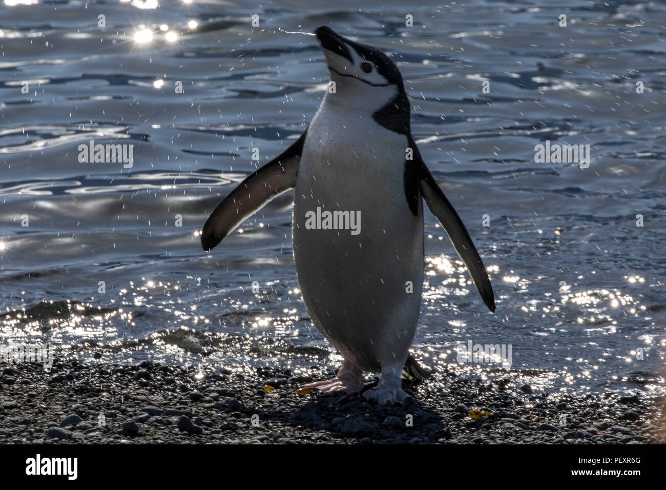 Chinstrap penguin rookery on the South Shetland Islands Stock Photo - Alamy