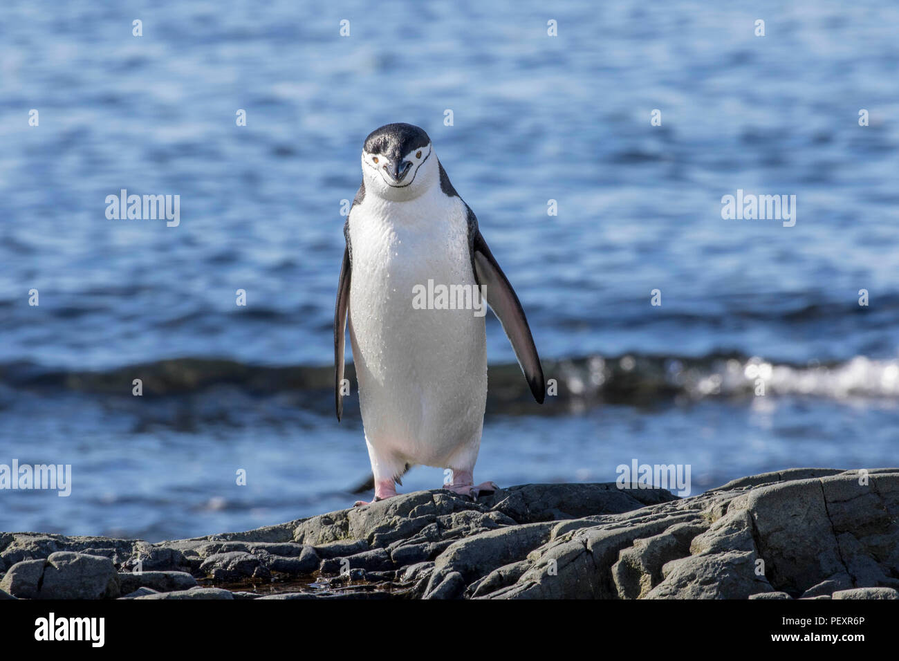 Chinstrap penguin rookery on the South Shetland Islands Stock Photo - Alamy
