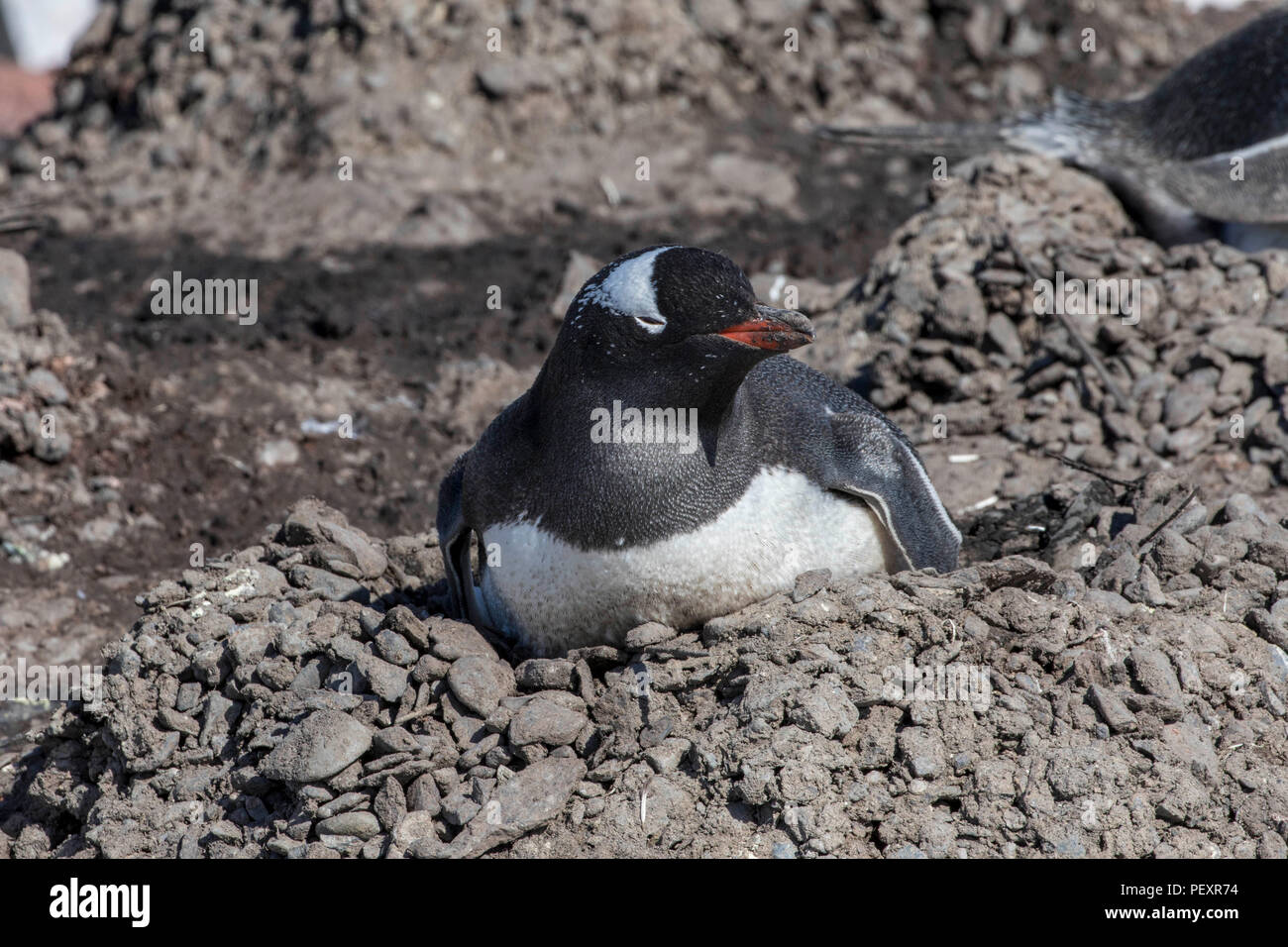 Gentoo rookery and nesting penguins on the Shetland Islands in ...