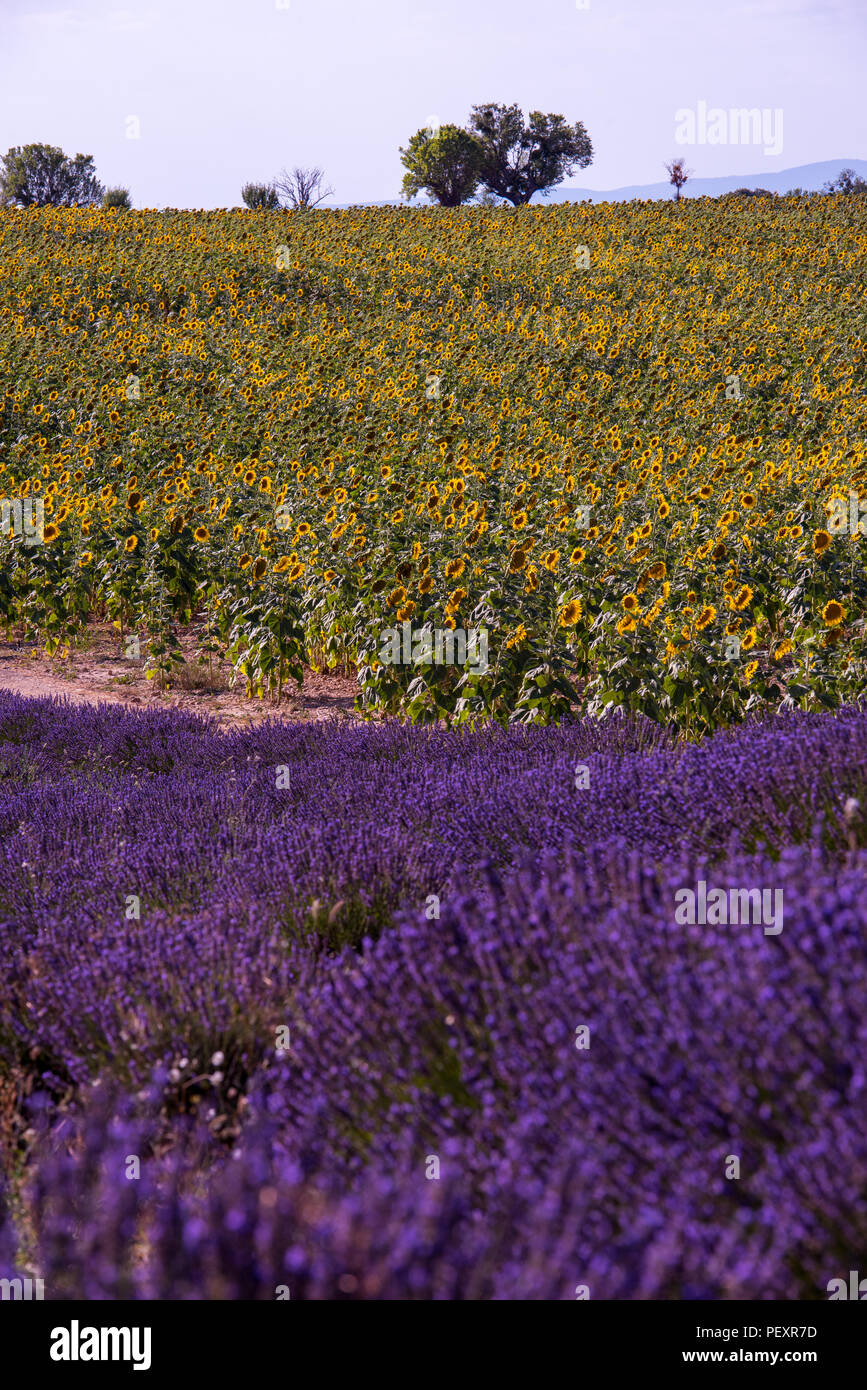 lavender and sunflower field purple aromatic flowers near valensole in ...