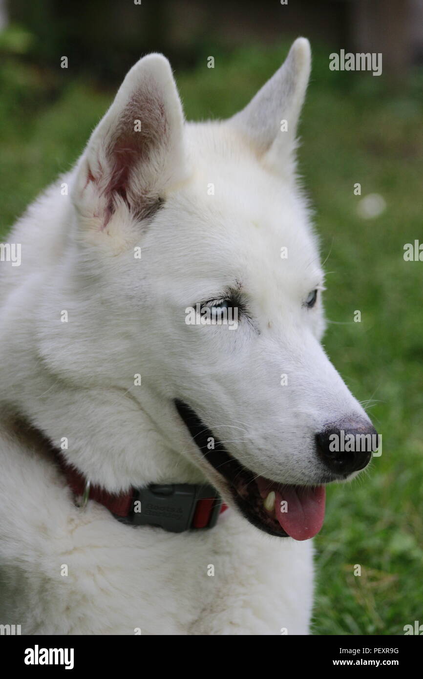 siberian husky vertical portraits Stock Photo - Alamy