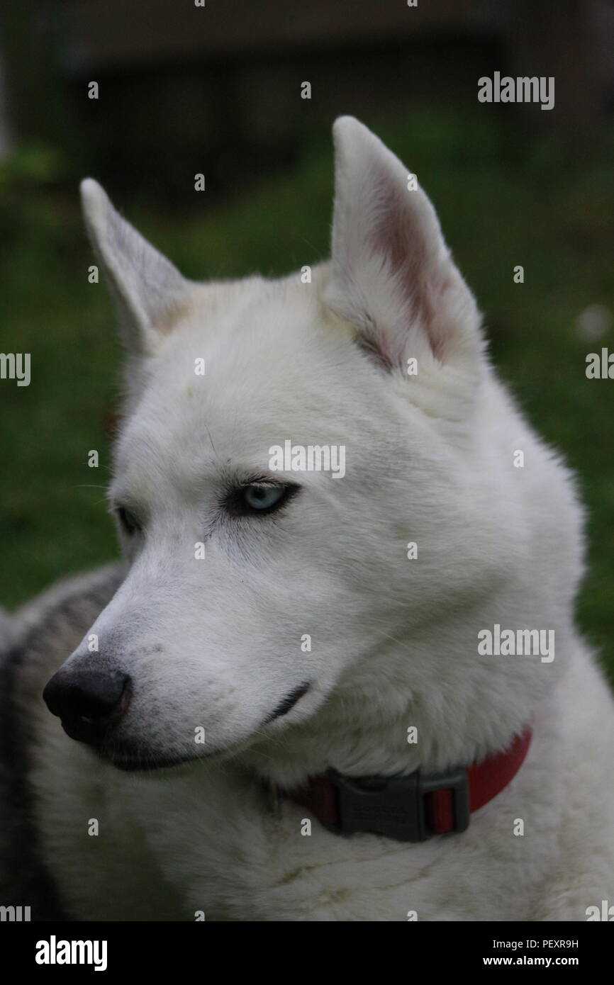 siberian husky vertical portraits Stock Photo - Alamy
