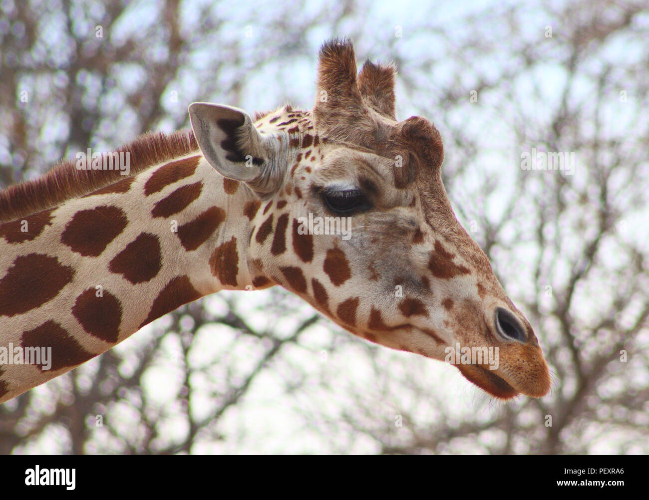 Safari zoo and giraffe hi-res stock photography and images - Alamy