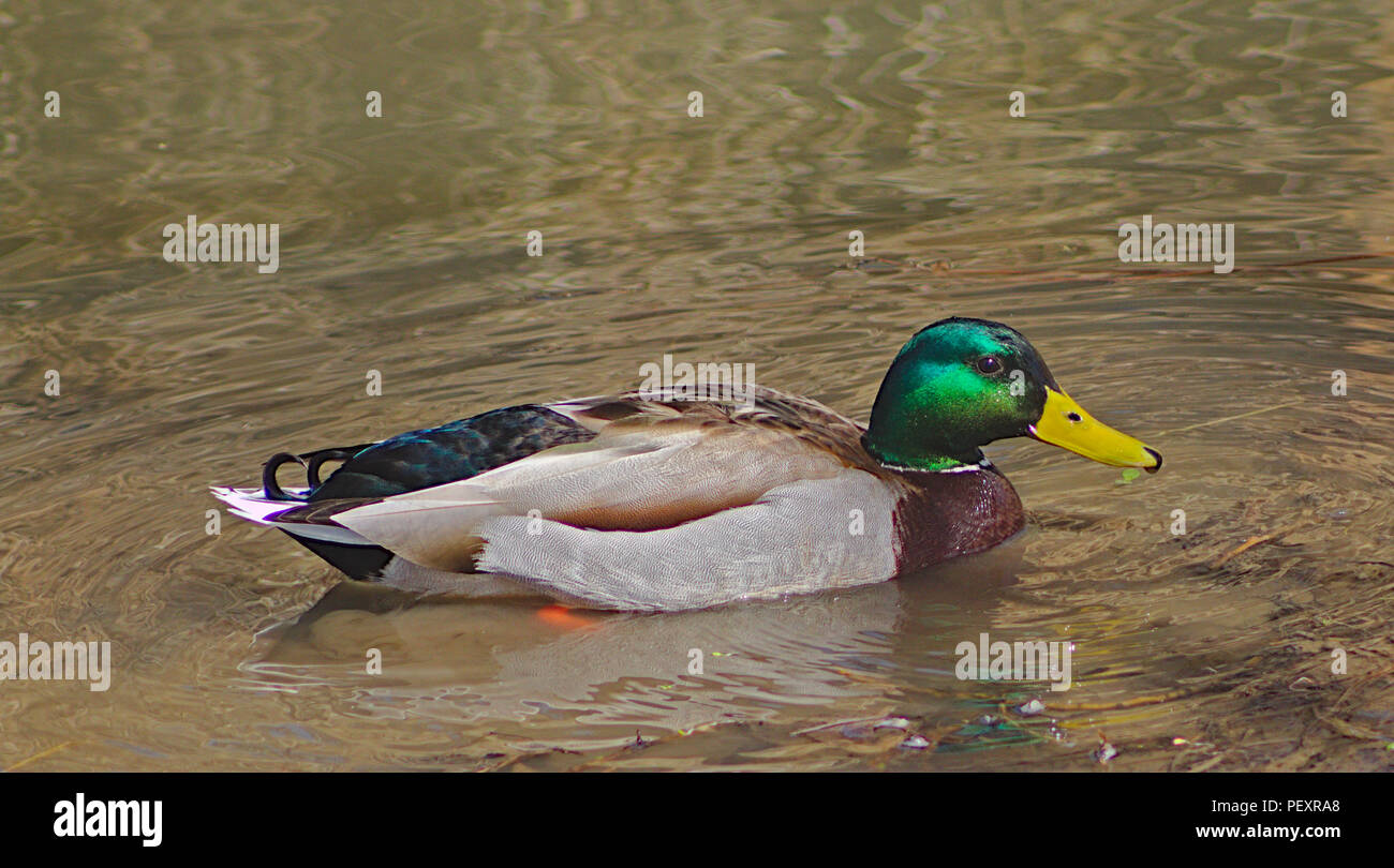 Beautiful male mallard hi-res stock photography and images - Alamy