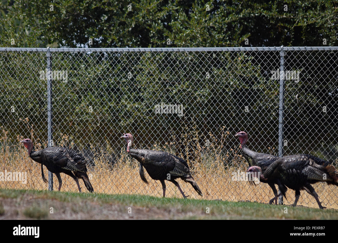 wild turkeys at the Livermore VA medical center in Livermore ...