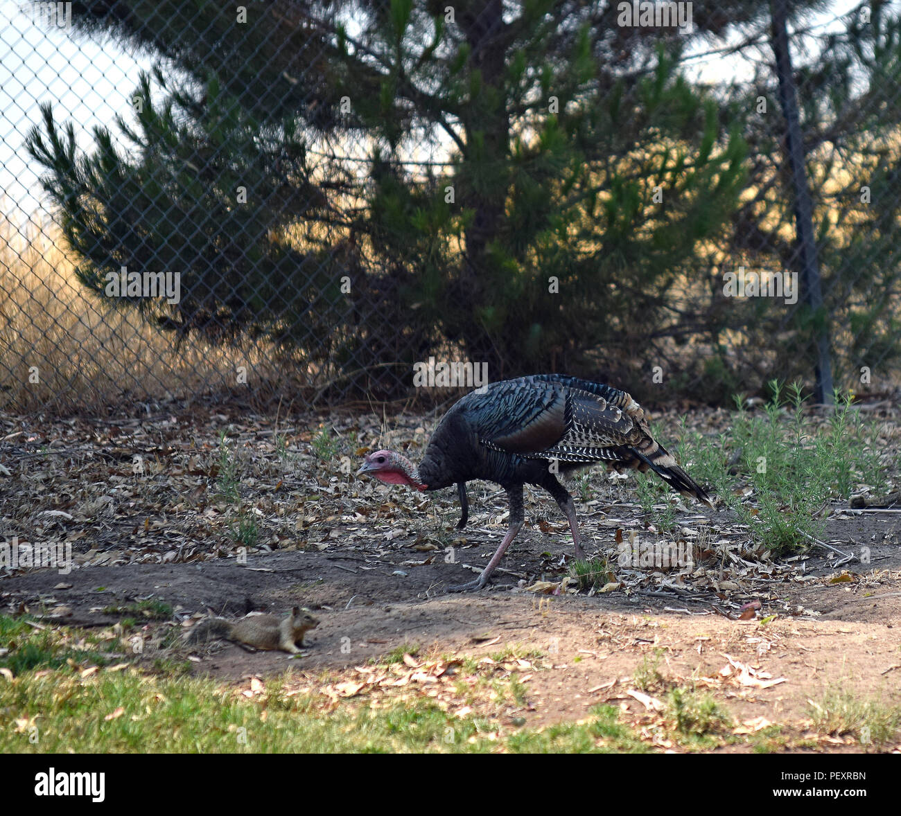 wild turkey and squirrel at the Livermore VA medical center in ...