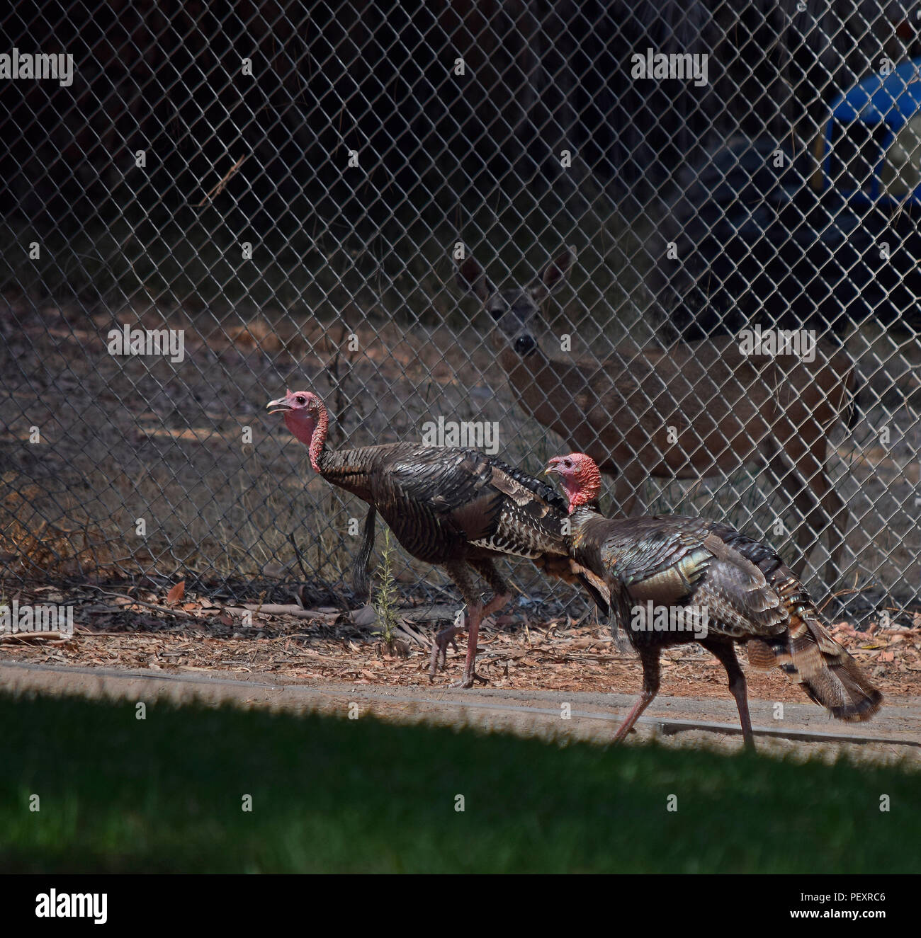 wild turkey and deer at the Livermore VA medical center in Livermore ...